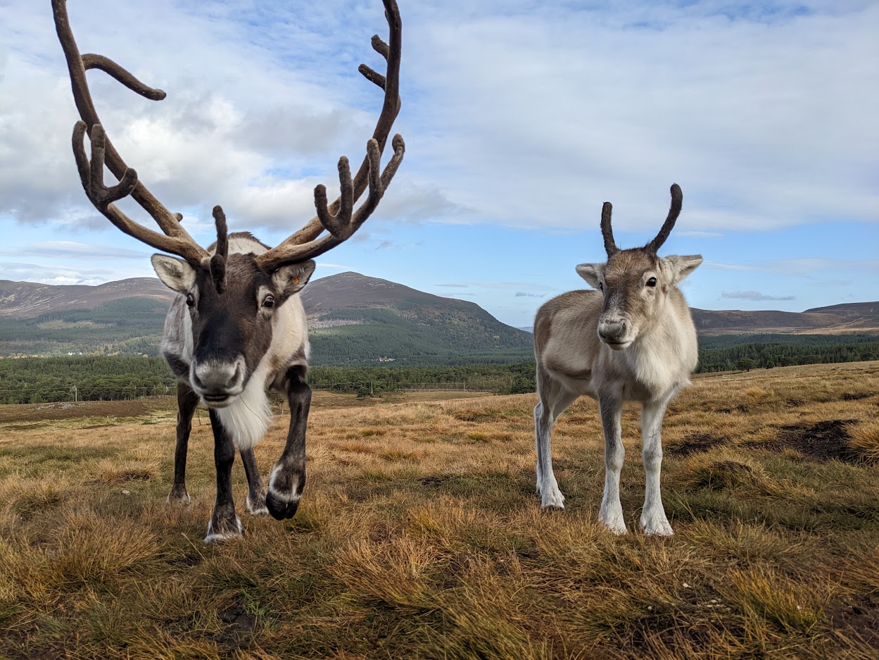 Mini-me Reindeer – The Cairngorm Reindeer Herd