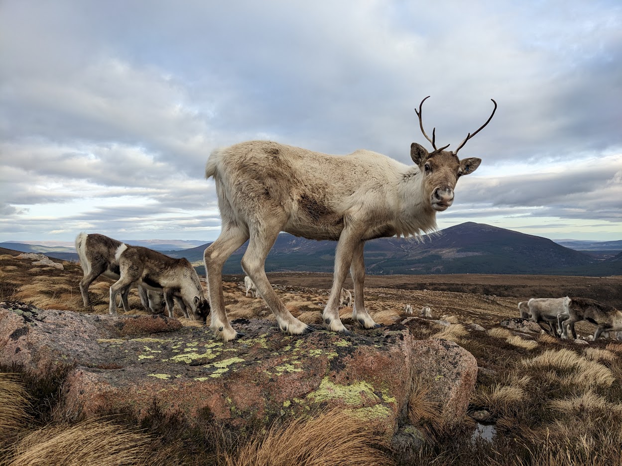 February, 2023 - The Cairngorm Reindeer Herd