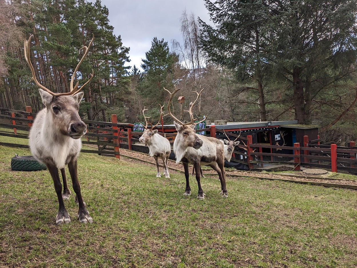 Photo blog: February 2023 - The Cairngorm Reindeer Herd
