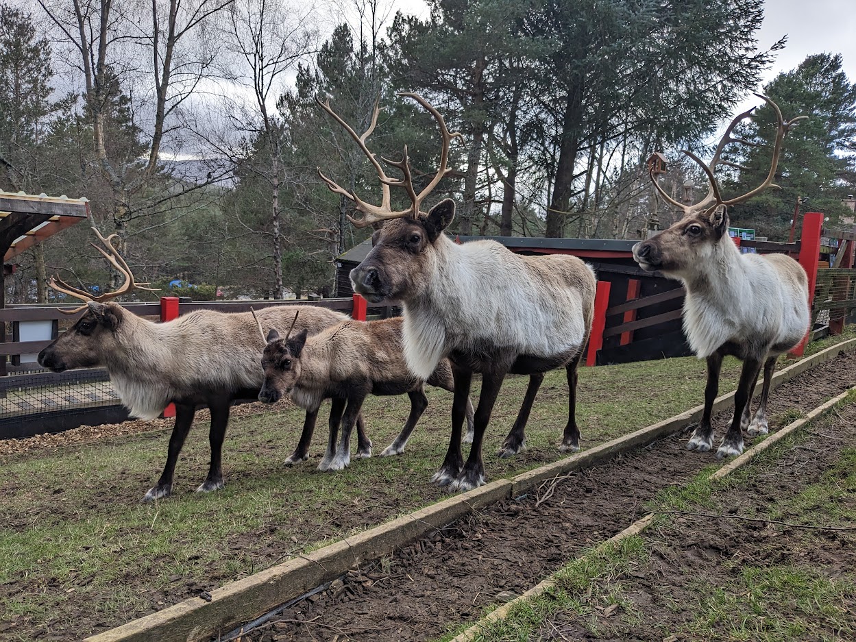 Photo blog: February 2023 - The Cairngorm Reindeer Herd