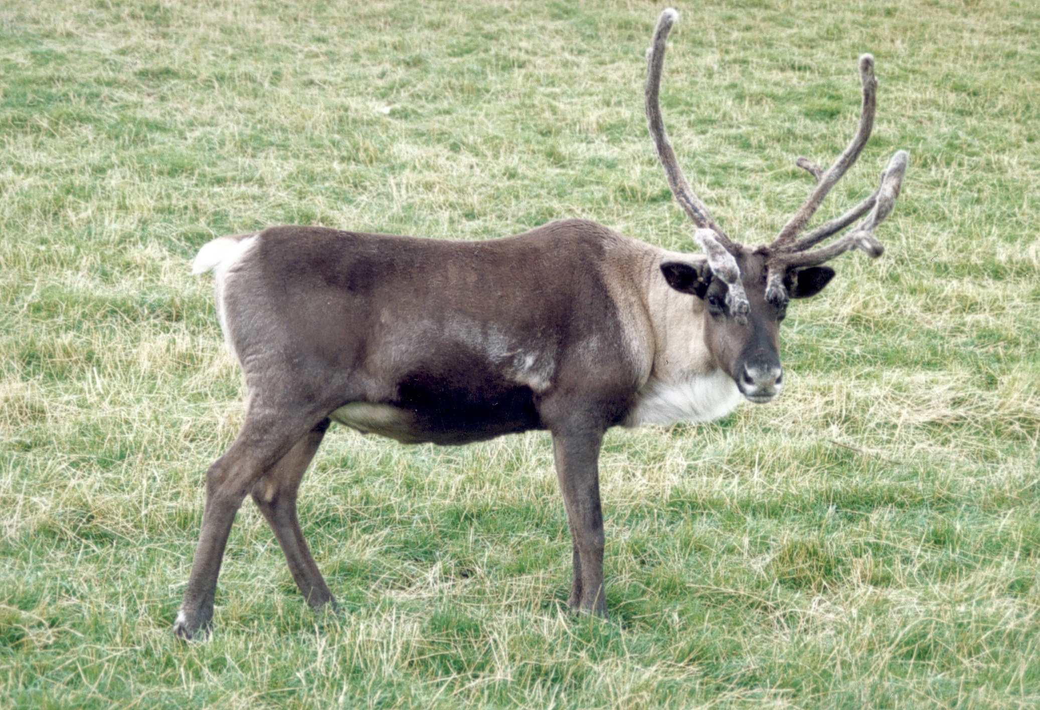 A Christmas Interrogation (part 1) - The Cairngorm Reindeer Herd