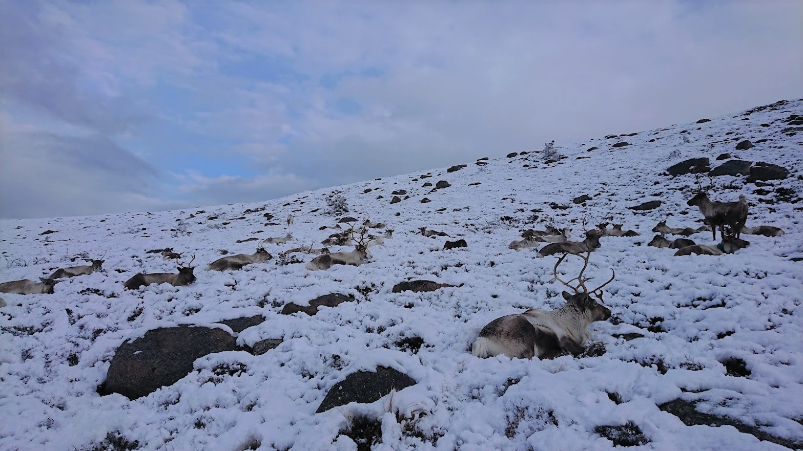 Fetching the reindeer in the winter - The Cairngorm Reindeer Herd