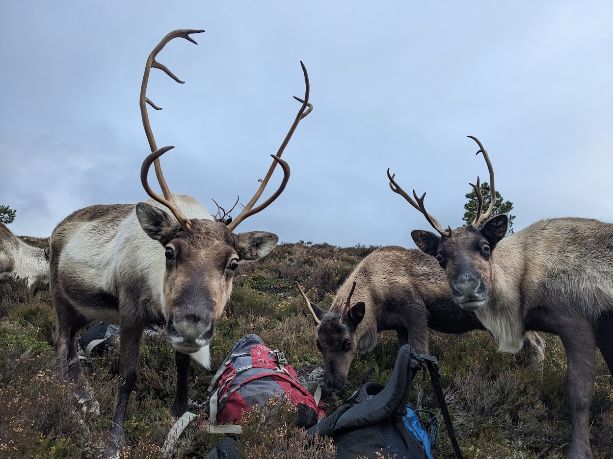 Winter Reindeer Herding - The Cairngorm Reindeer Herd