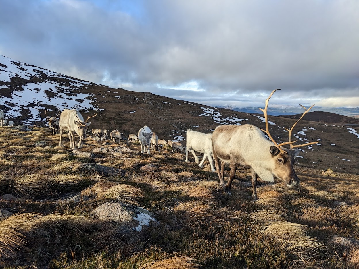 Fetching the reindeer in the winter - The Cairngorm Reindeer Herd