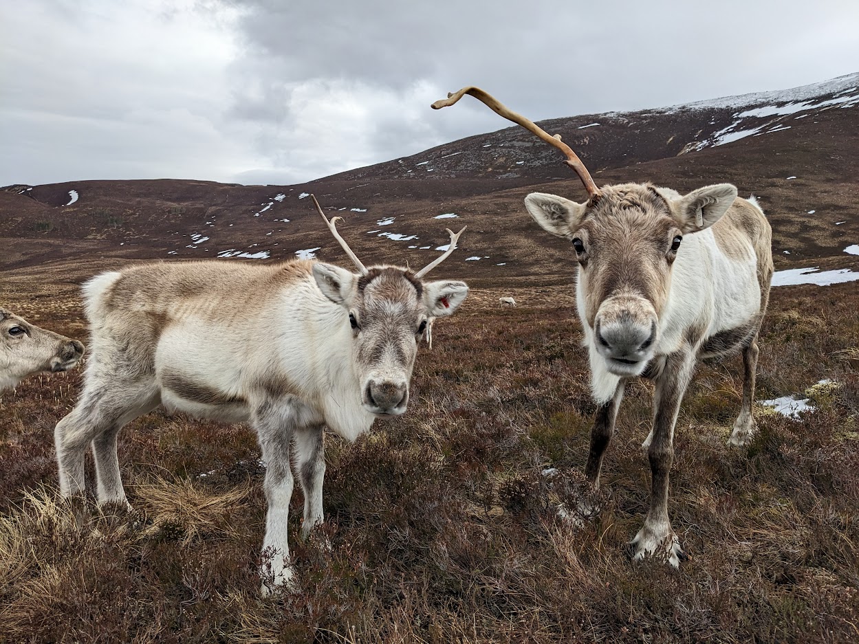 Photo blog: March 2023 - The Cairngorm Reindeer Herd