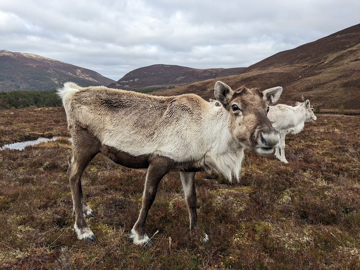 Winter Reindeer Herding – The Cairngorm Reindeer Herd