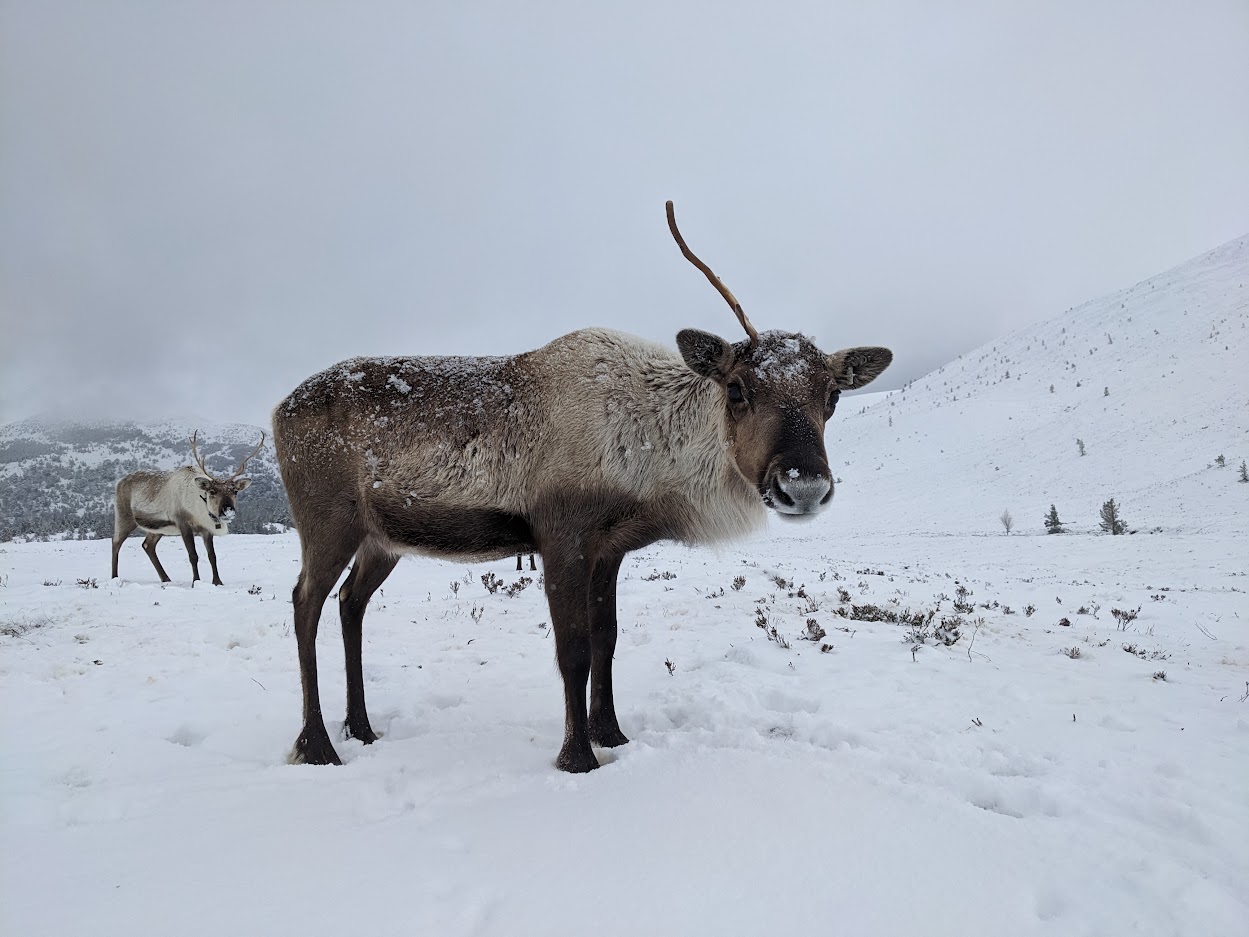 2015 Scottish Hill Races naming theme - The Cairngorm Reindeer Herd