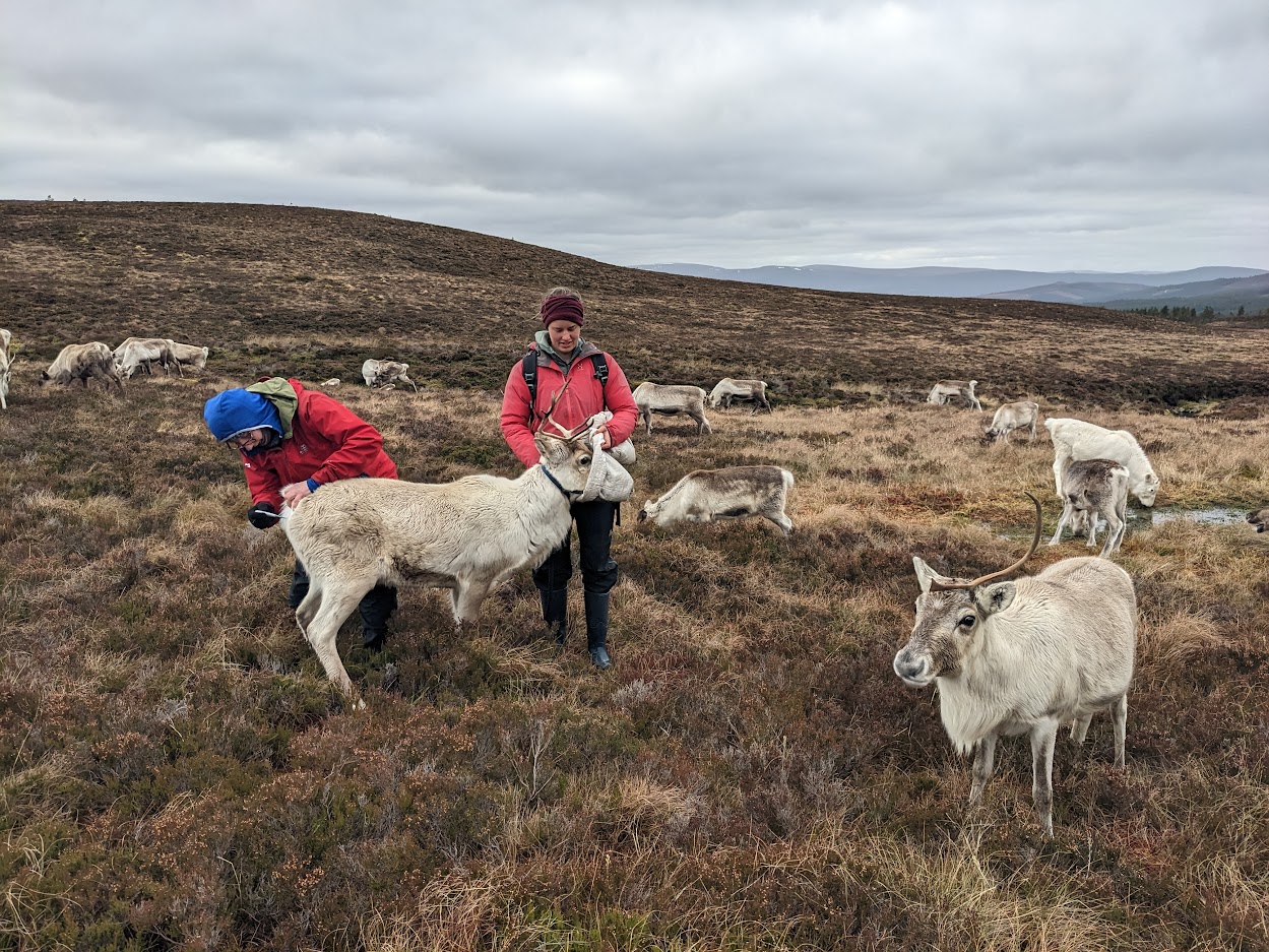 March 2023 – The Cairngorm Reindeer Herd