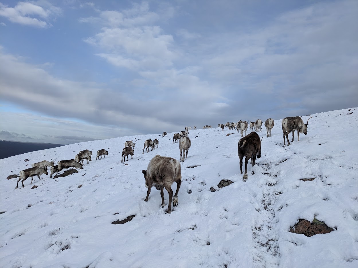 Fetching the reindeer in the winter – The Cairngorm Reindeer Herd
