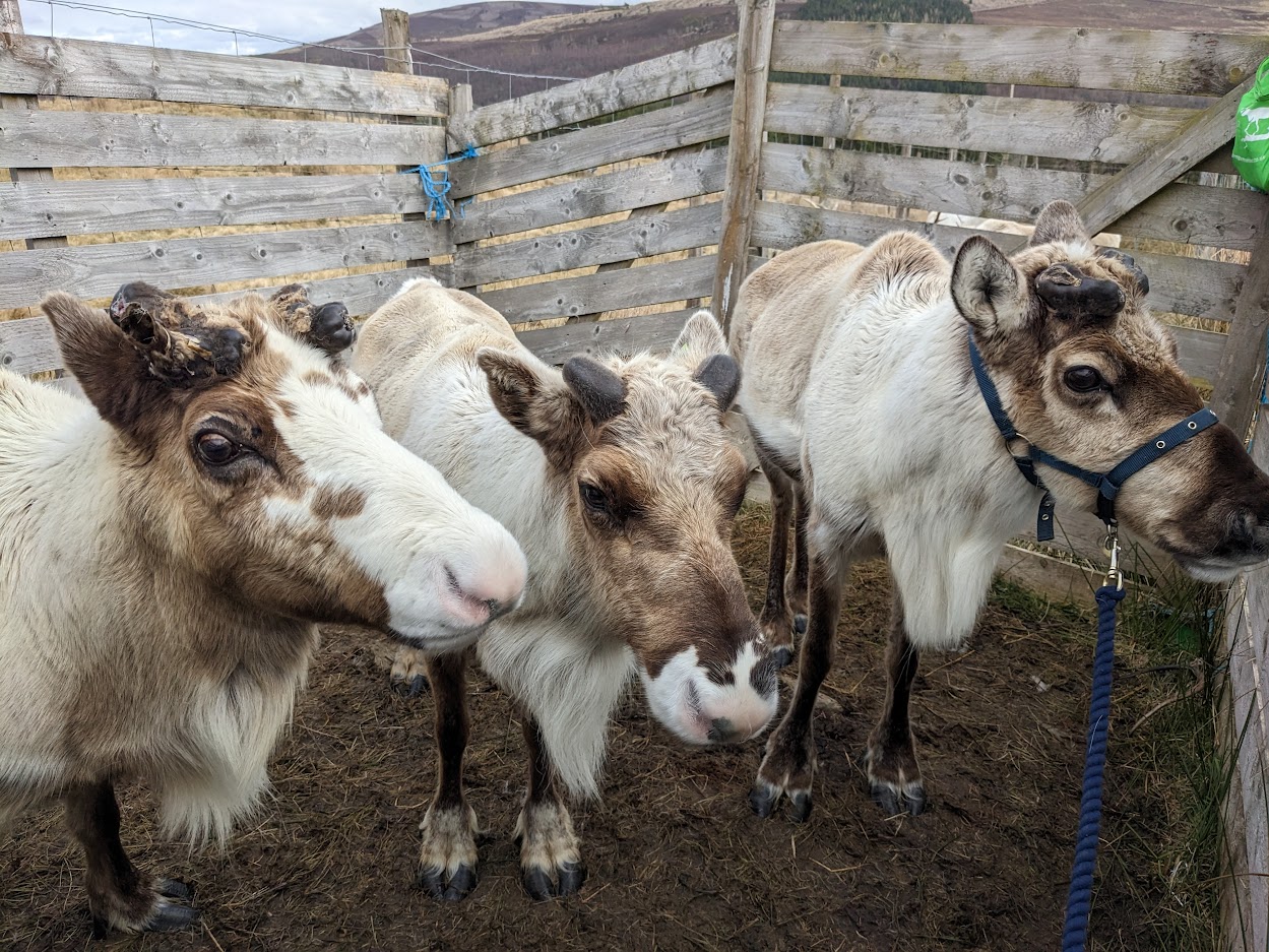 Photo Blog: April 2023 - The Cairngorm Reindeer Herd