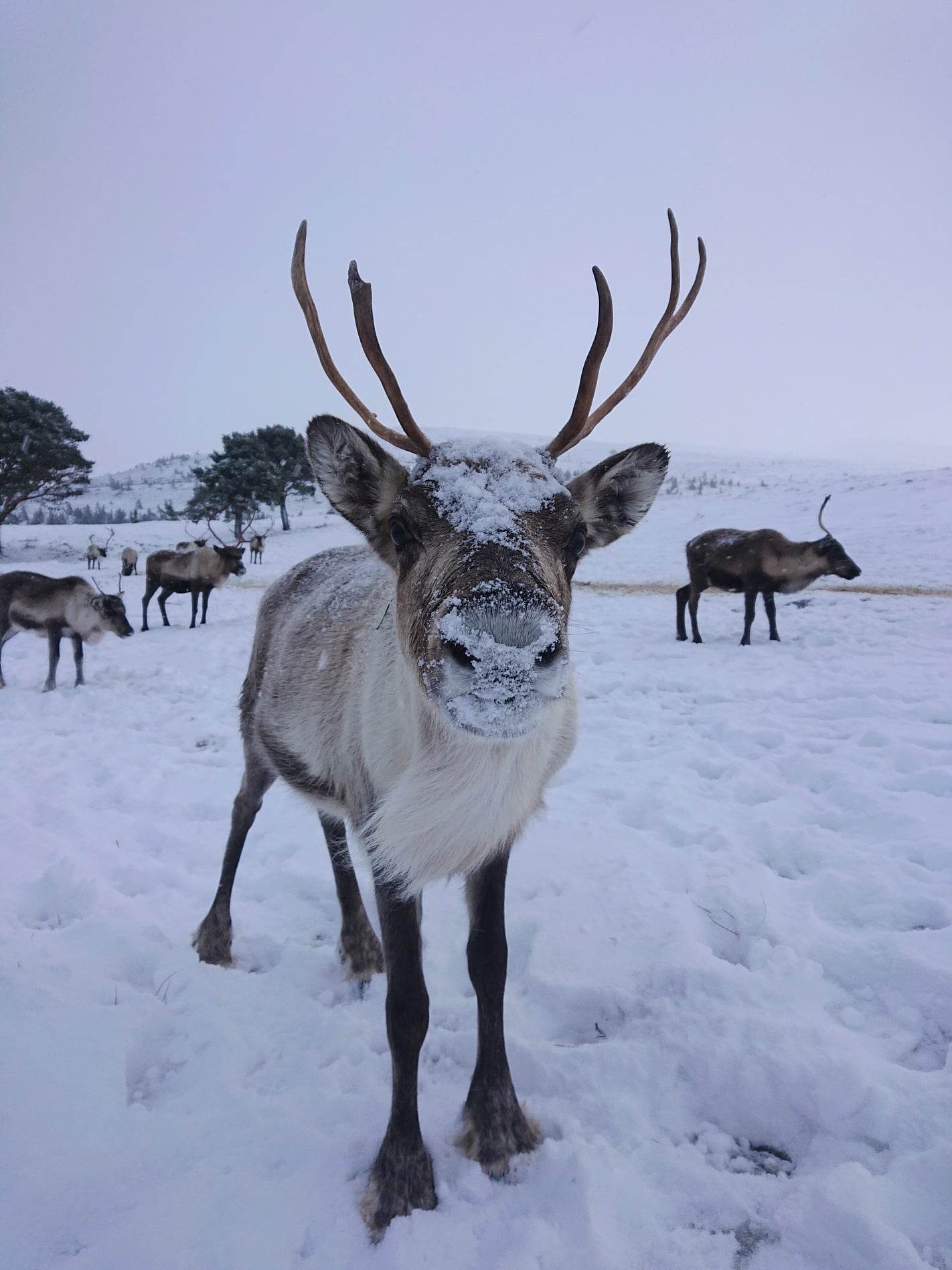 2020 calves – then and now (Part 1 – the females). - The Cairngorm ...