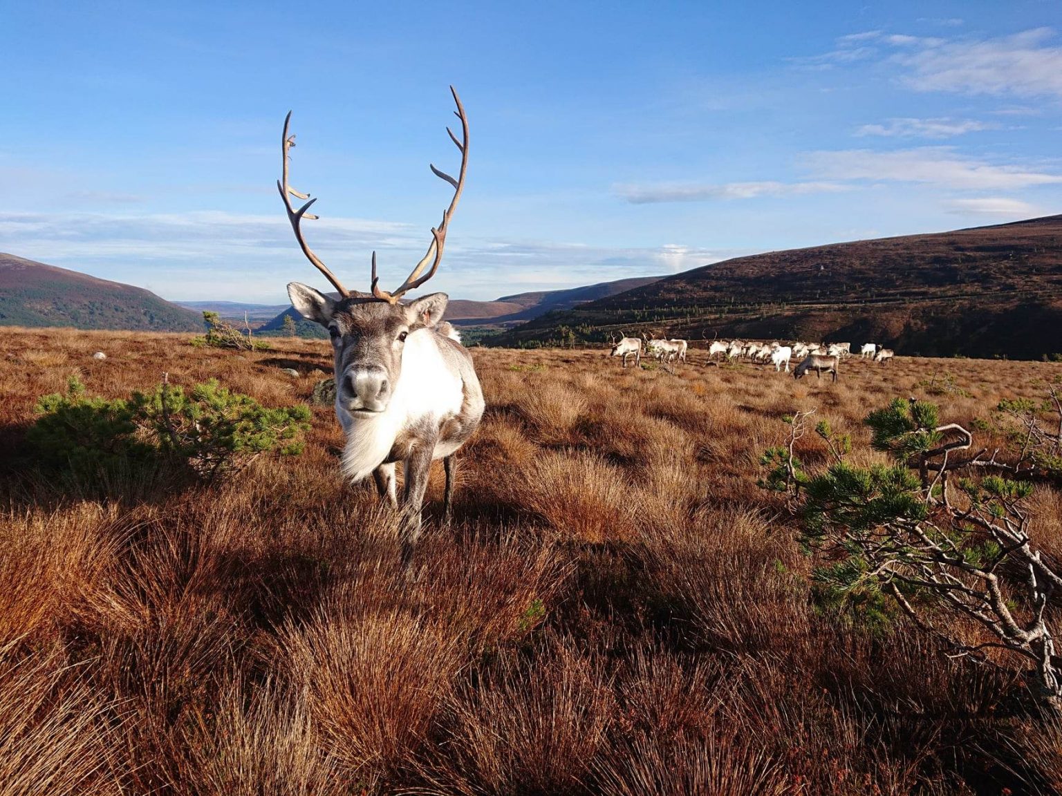 Okapi’s nose - The Cairngorm Reindeer Herd