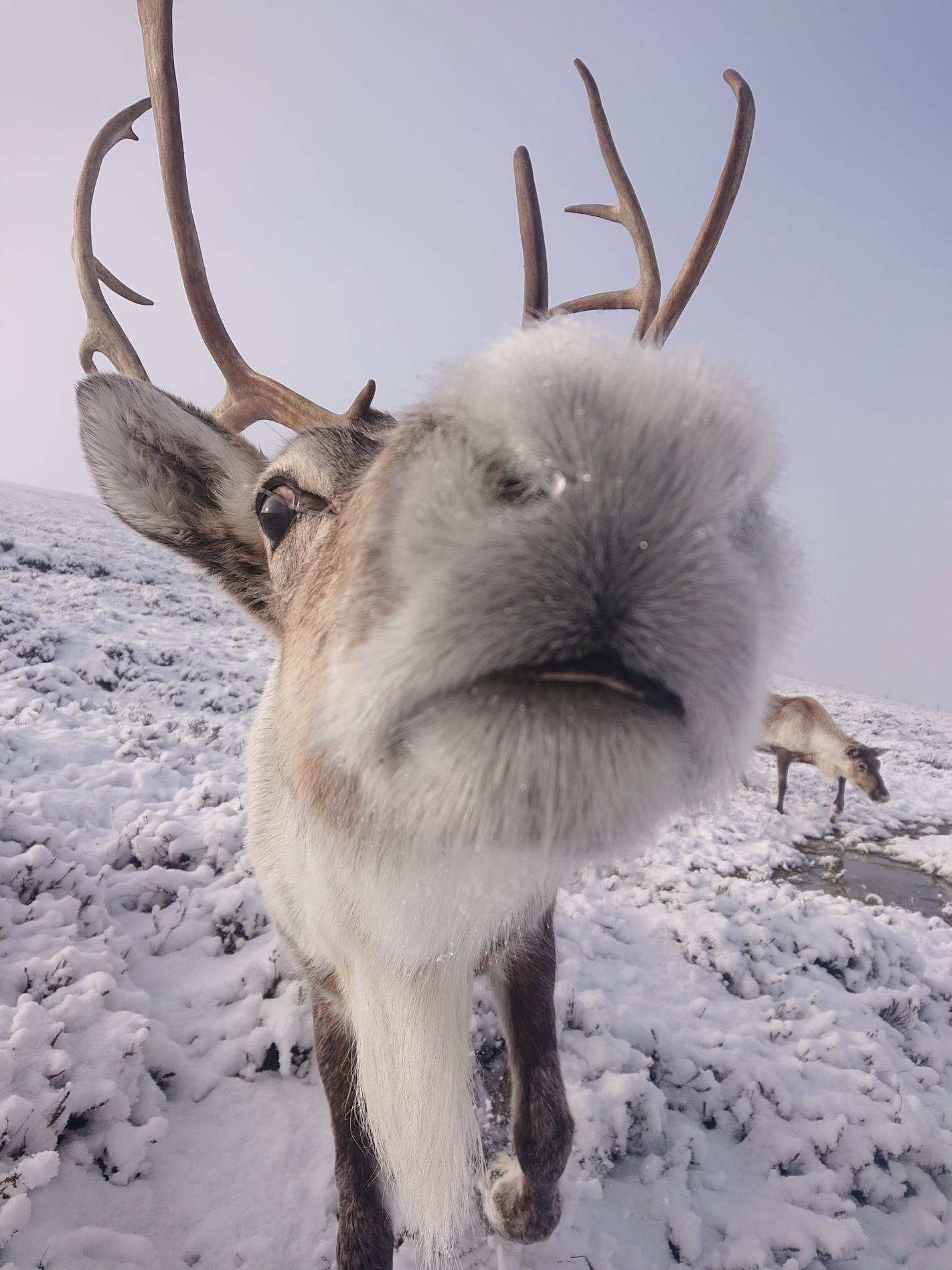 Okapi’s nose - The Cairngorm Reindeer Herd