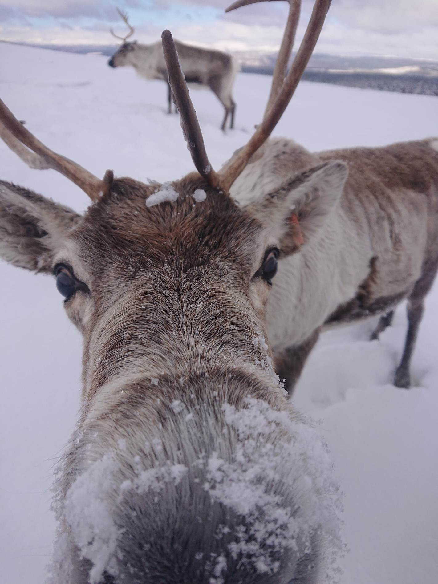 Okapi’s nose - The Cairngorm Reindeer Herd