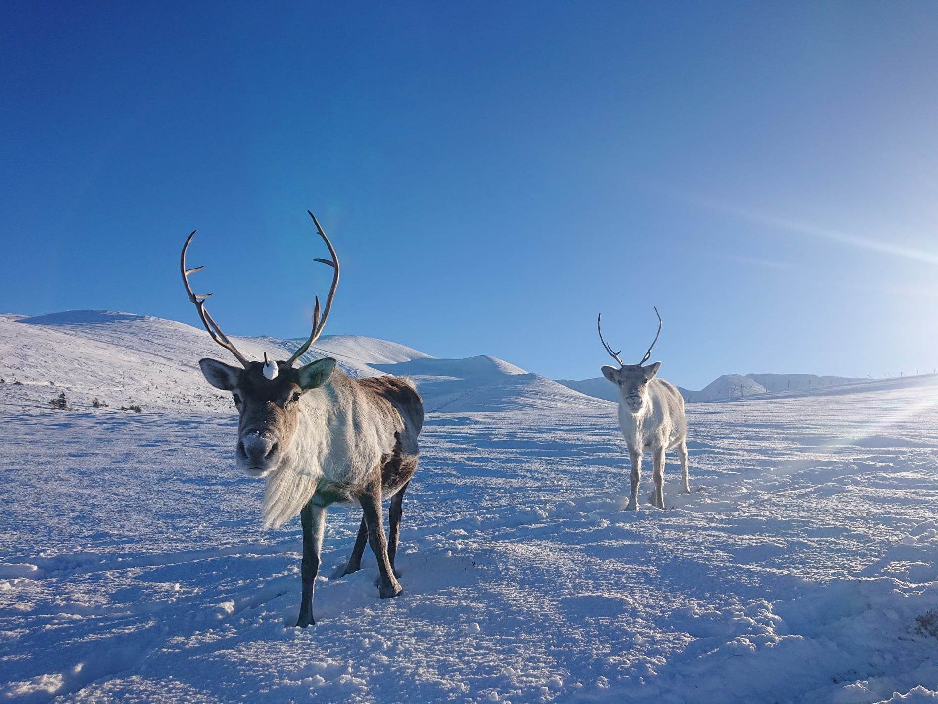 Okapi’s nose - The Cairngorm Reindeer Herd