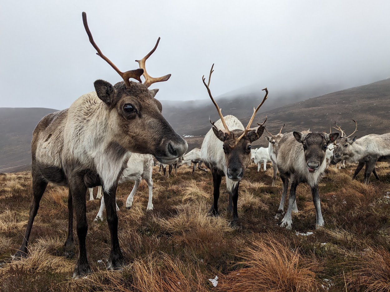 2015 Scottish Hill Races naming theme - The Cairngorm Reindeer Herd
