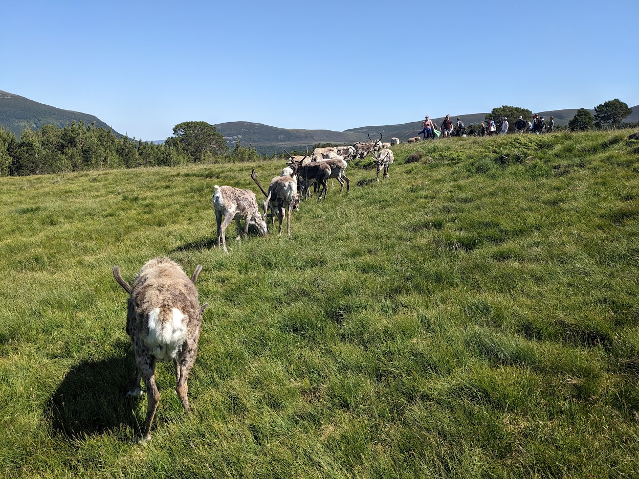 Photo Blog: June 2023 - The Cairngorm Reindeer Herd