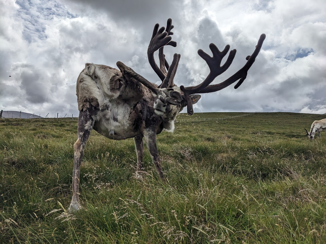 Photo Blog: June 2023 - The Cairngorm Reindeer Herd