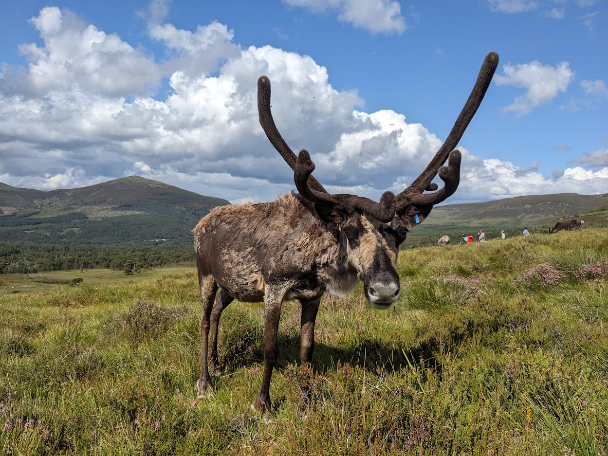 Photo Blog: June 2023 - The Cairngorm Reindeer Herd