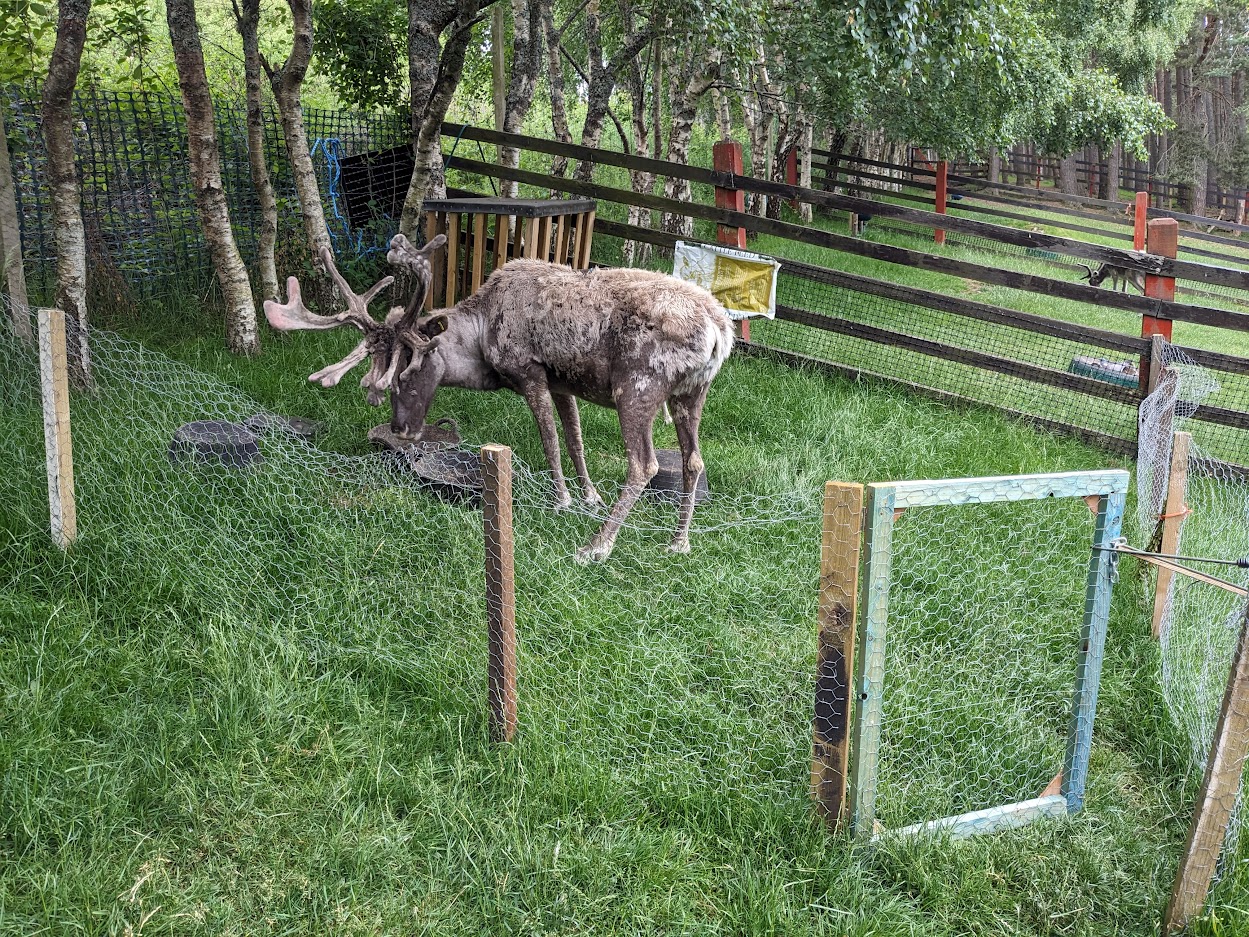 Photo Blog: June 2023 - The Cairngorm Reindeer Herd