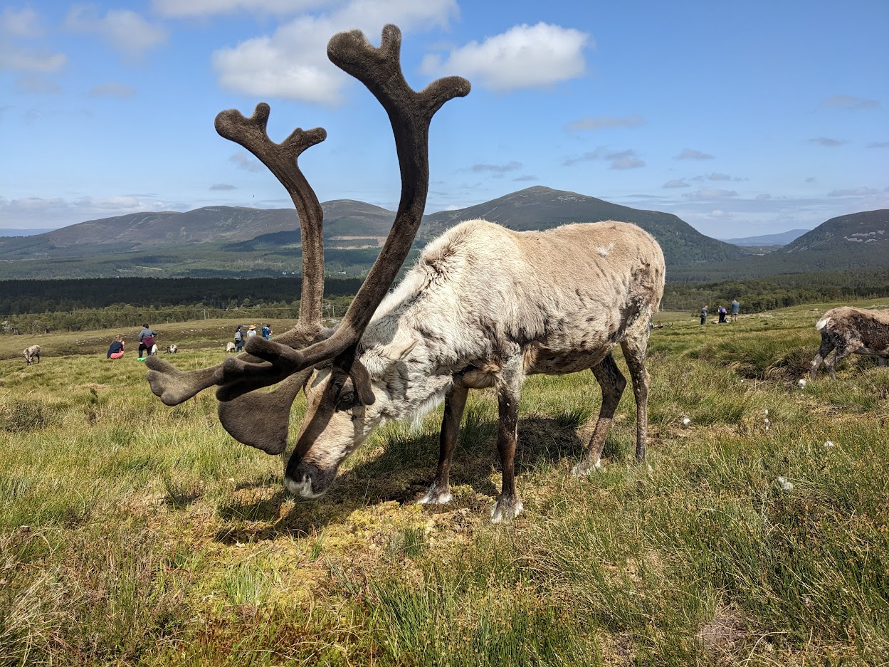 Photo Blog: June 2023 - The Cairngorm Reindeer Herd