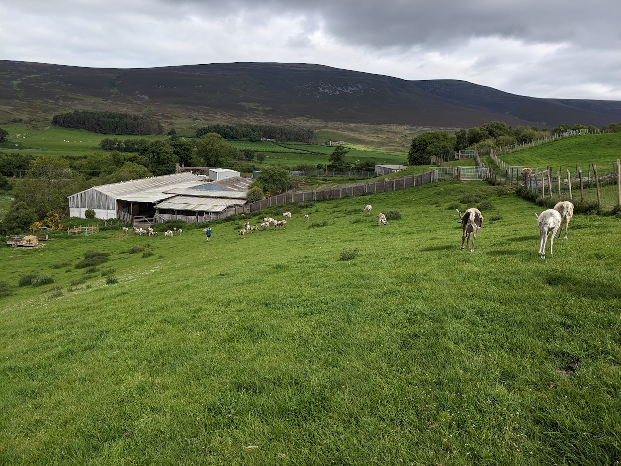 Photo Blog: June 2023 - The Cairngorm Reindeer Herd