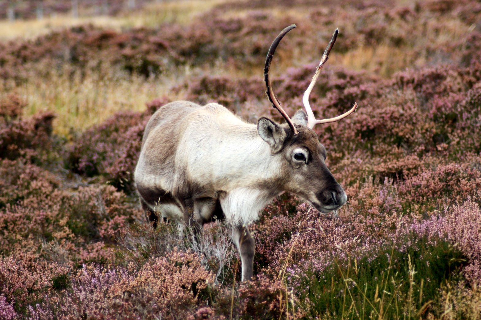 Blog - The Cairngorm Reindeer Herd