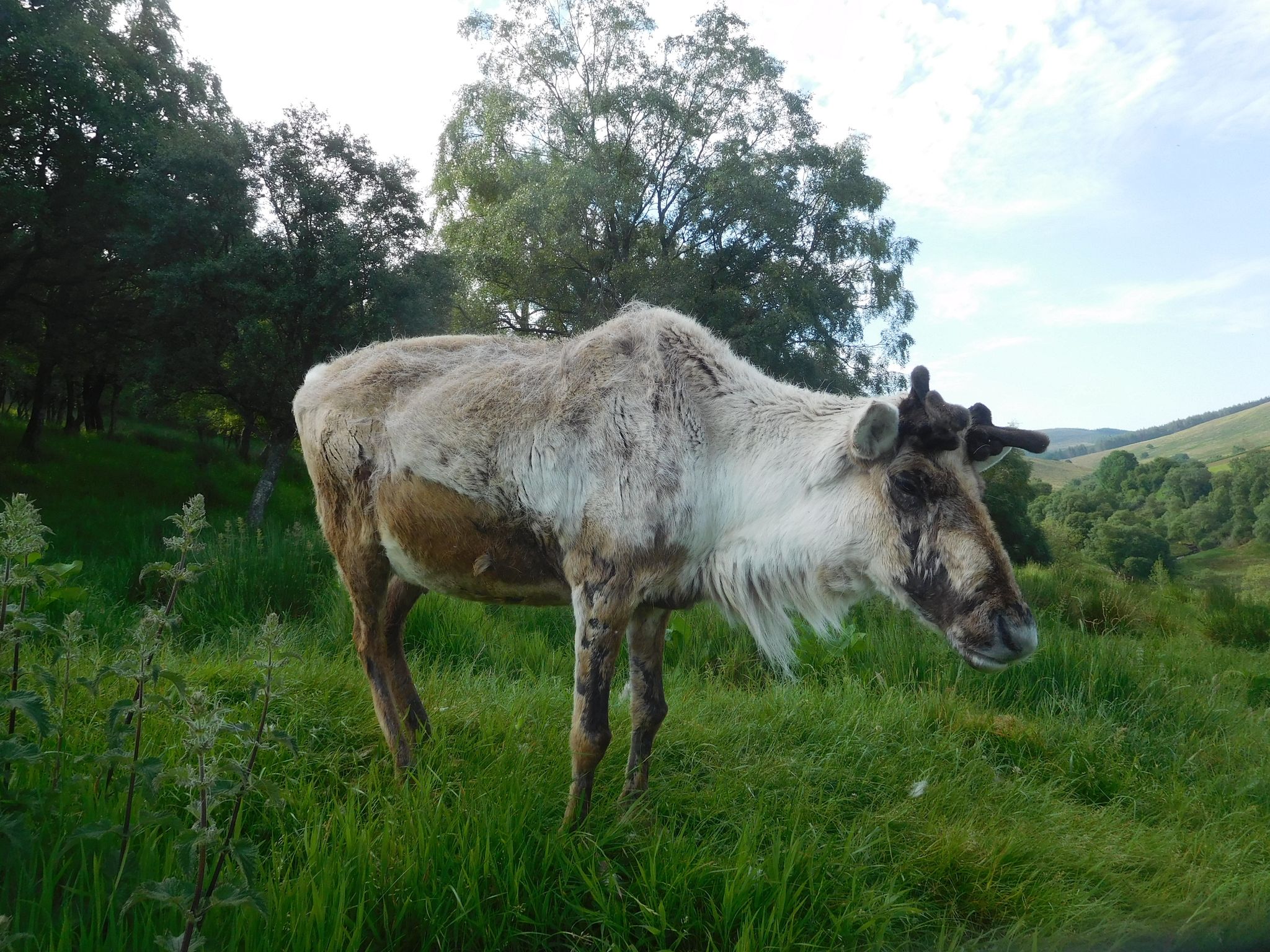 moulting - The Cairngorm Reindeer Herd