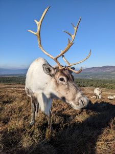 Golden Oldies - The Cairngorm Reindeer Herd