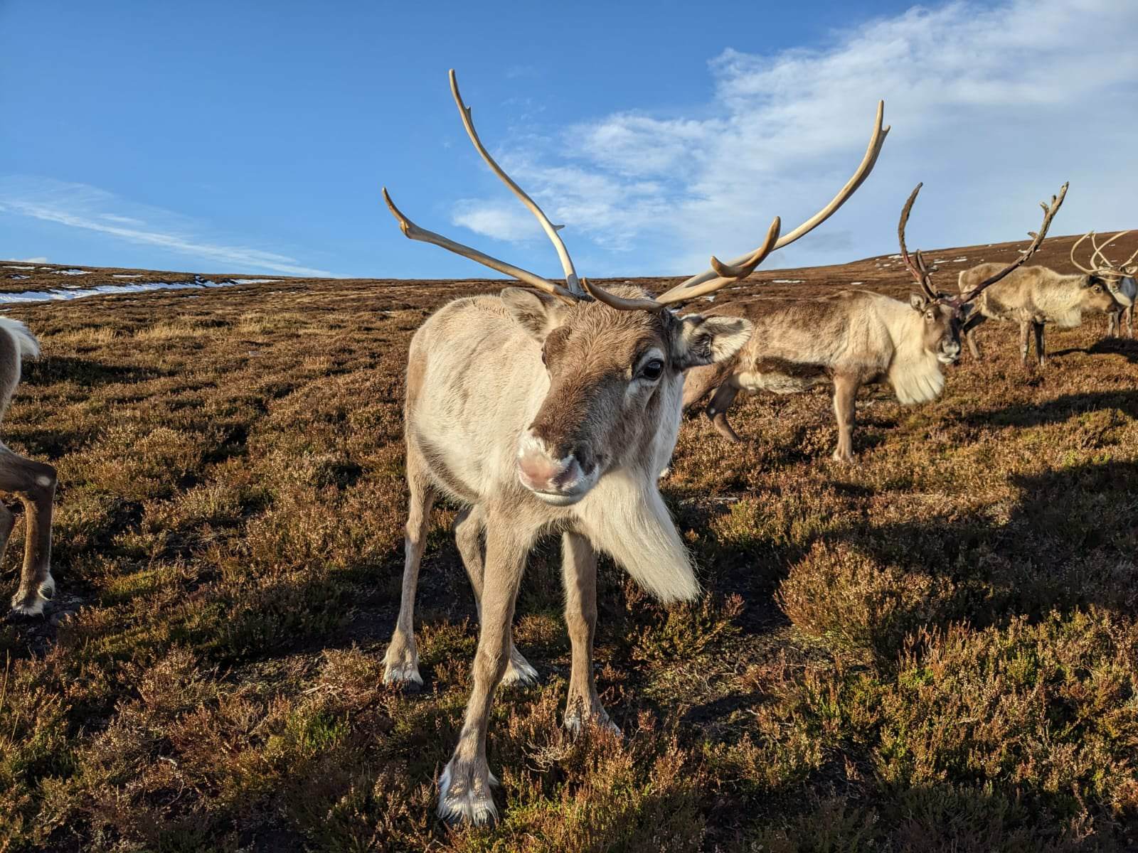 2020 calves – then and now (Part 2 – the males). – The Cairngorm ...