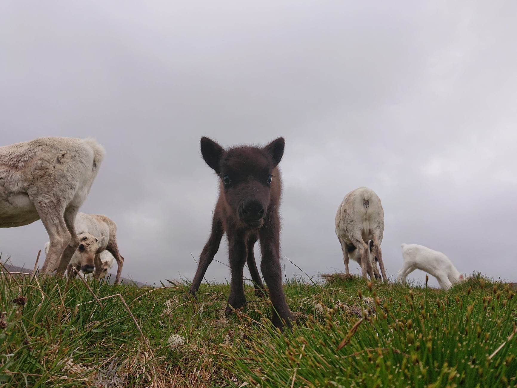 2020 calves – then and now (Part 2 – the males). – The Cairngorm ...