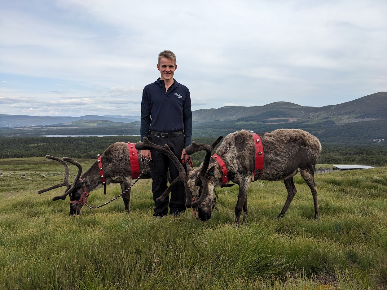 Training Reindeer - The Cairngorm Reindeer Herd