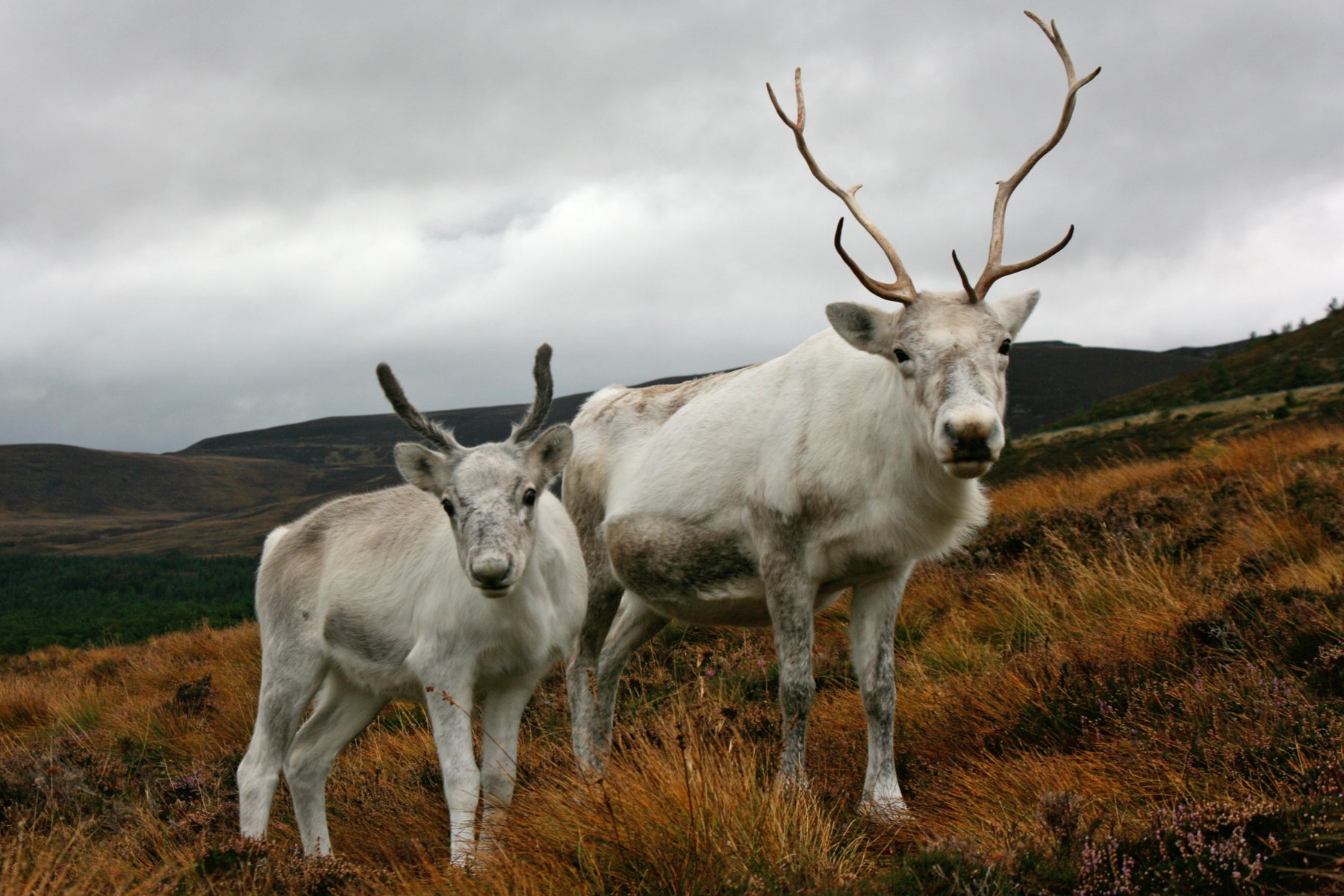 Memorable reindeer of the past: Chelsea - The Cairngorm Reindeer Herd
