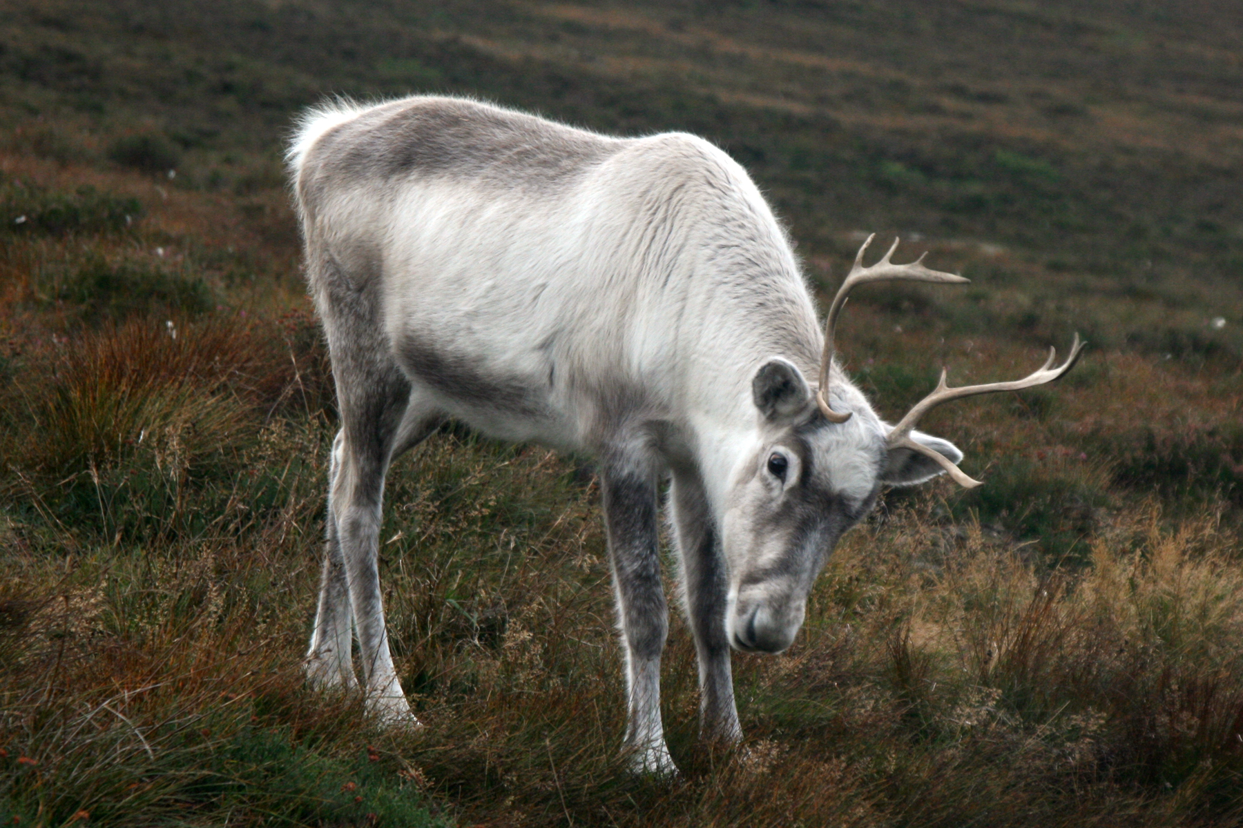 Memorable reindeer of the past: Lulu - The Cairngorm Reindeer Herd