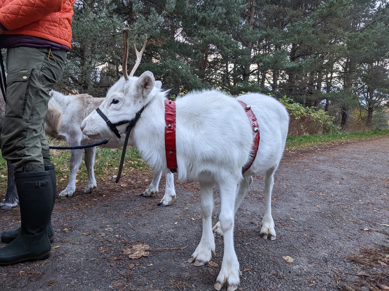 Training Reindeer - The Cairngorm Reindeer Herd