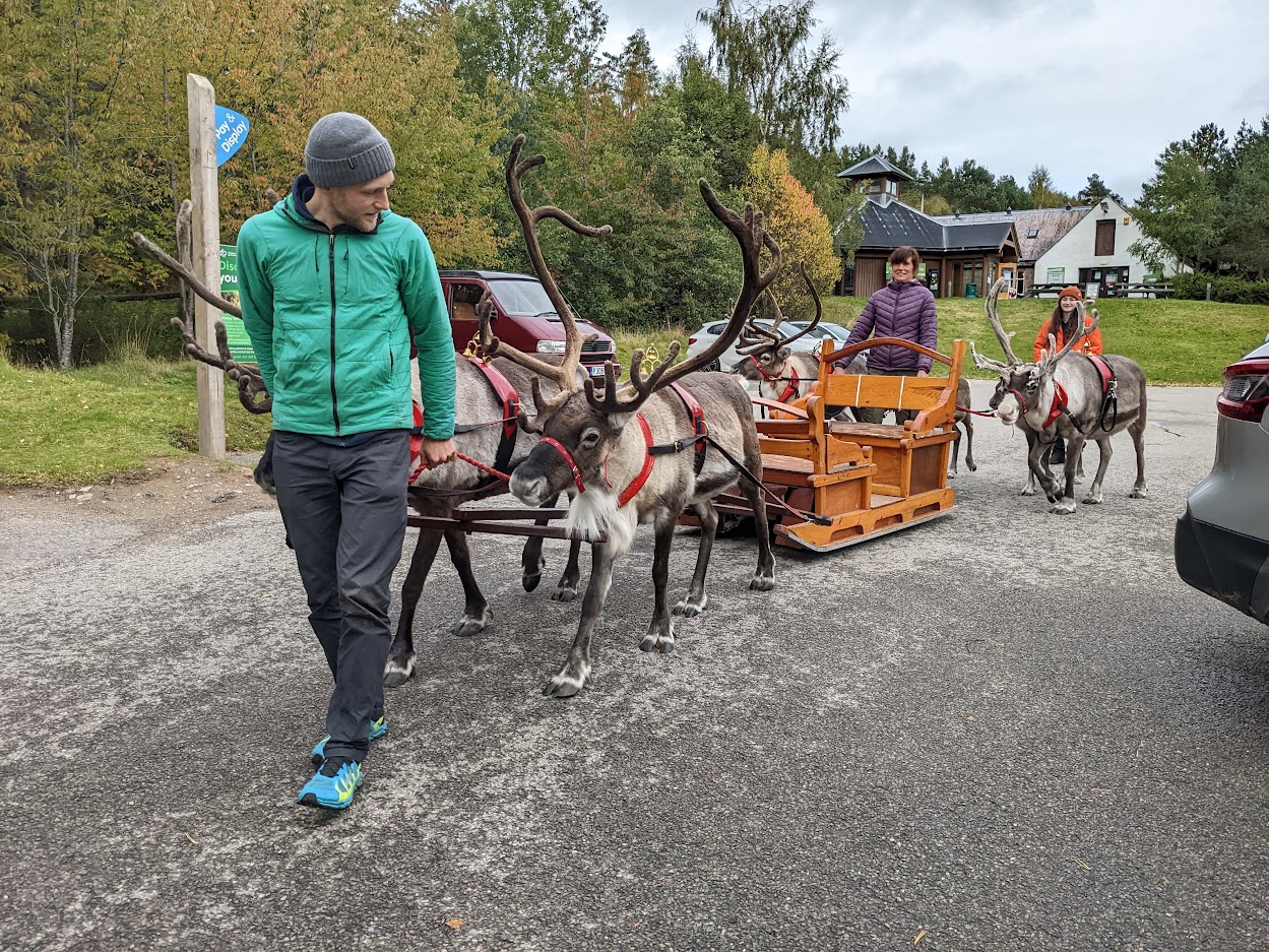 Training Reindeer - The Cairngorm Reindeer Herd
