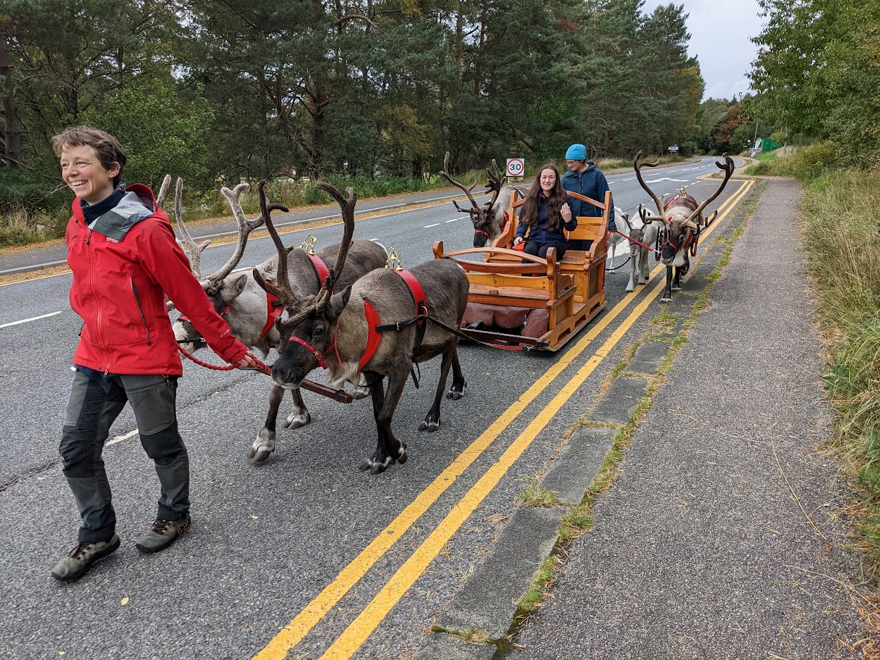 Training Reindeer - The Cairngorm Reindeer Herd