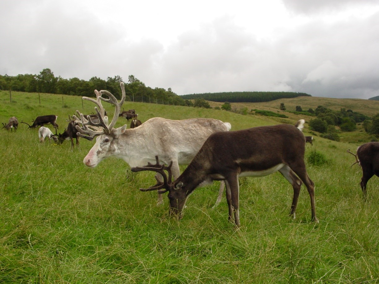 Reindeer in France? Avez-vous des rennes? – The Cairngorm Reindeer Herd