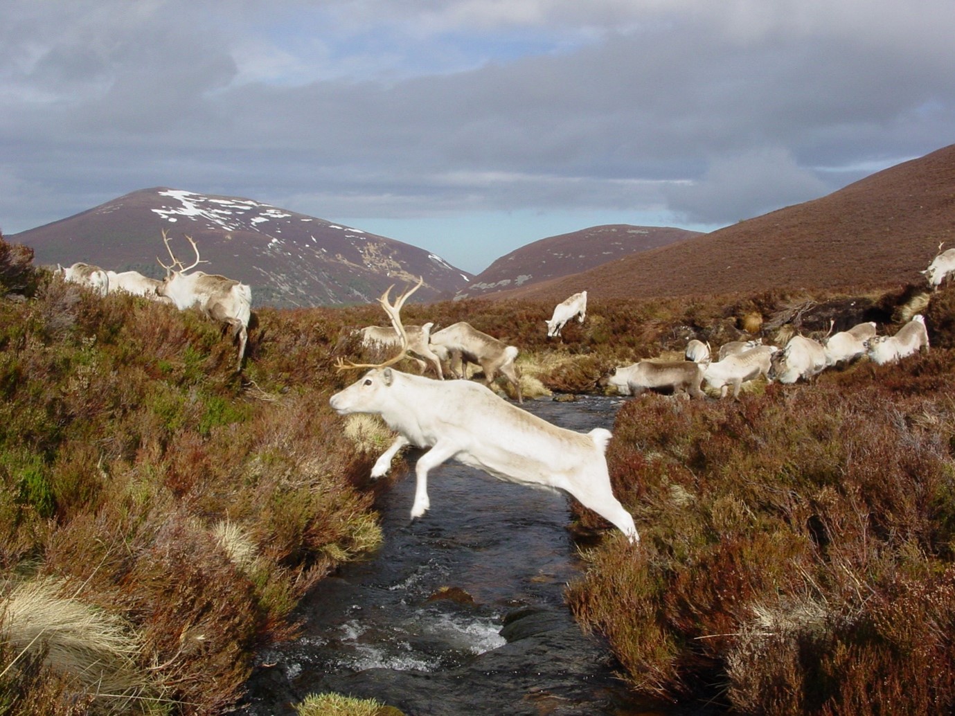 Reindeer in France? Avez-vous des rennes? - The Cairngorm Reindeer Herd