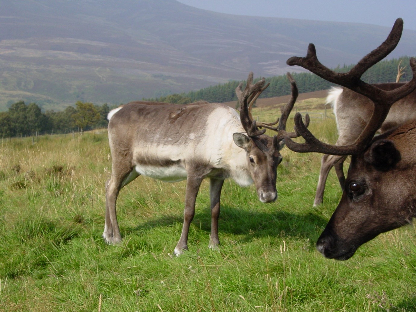 Reindeer in France? Avez-vous des rennes? - The Cairngorm Reindeer Herd