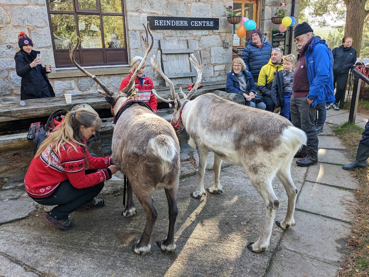 Training Reindeer - The Cairngorm Reindeer Herd