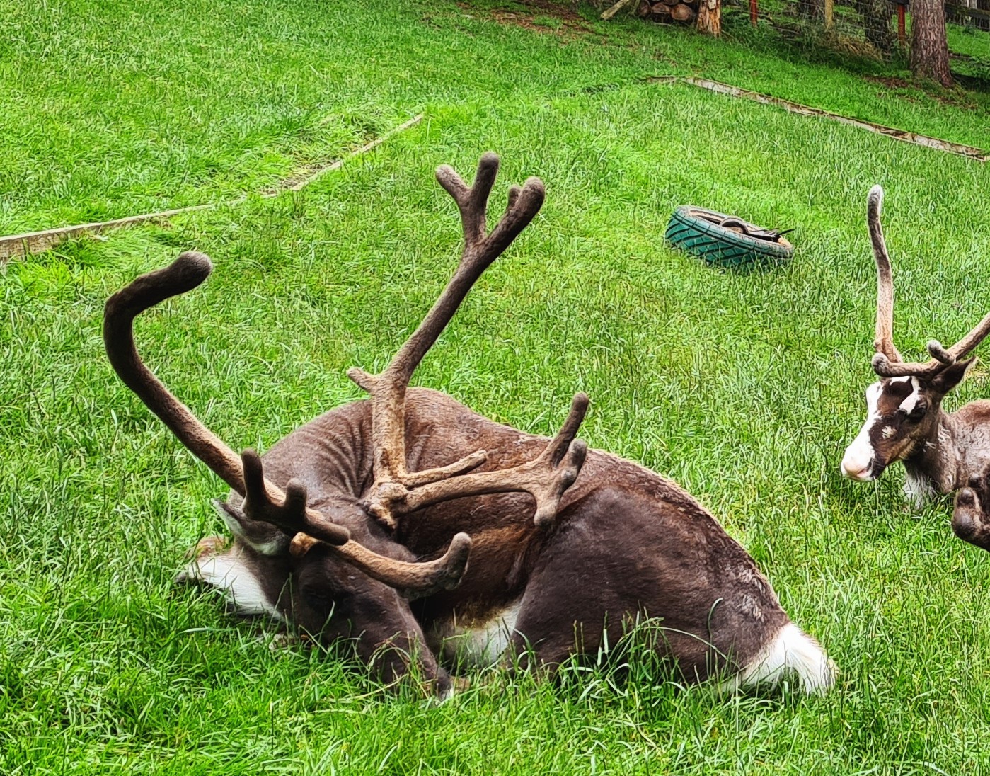 Reindeer Identification - The Cairngorm Reindeer Herd
