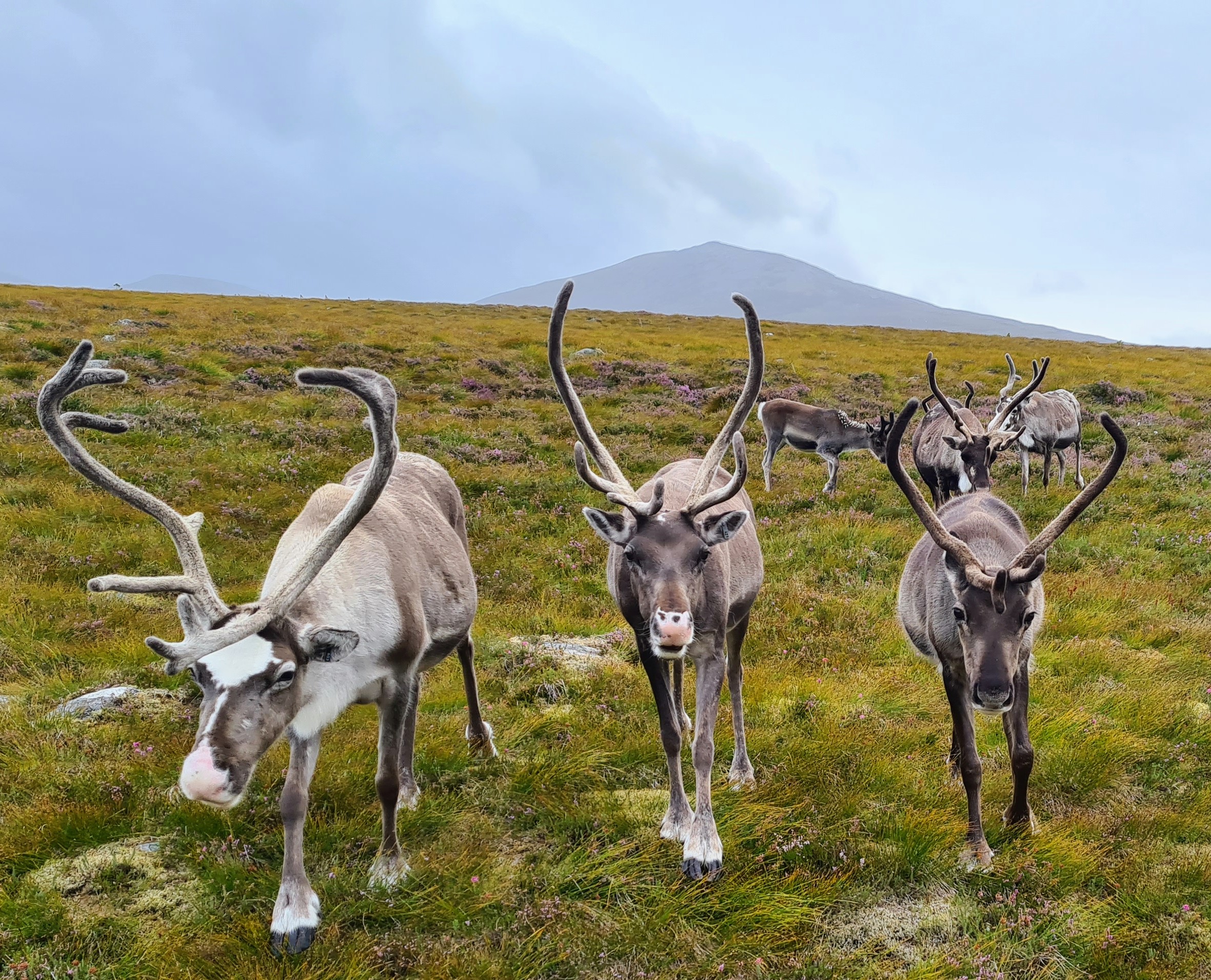 Reindeer Identification - The Cairngorm Reindeer Herd