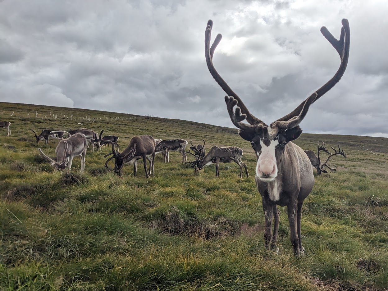 Reindeer Identification - The Cairngorm Reindeer Herd