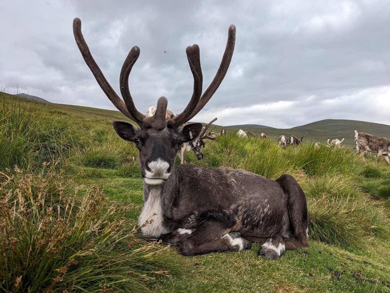 Reindeer Identification - The Cairngorm Reindeer Herd