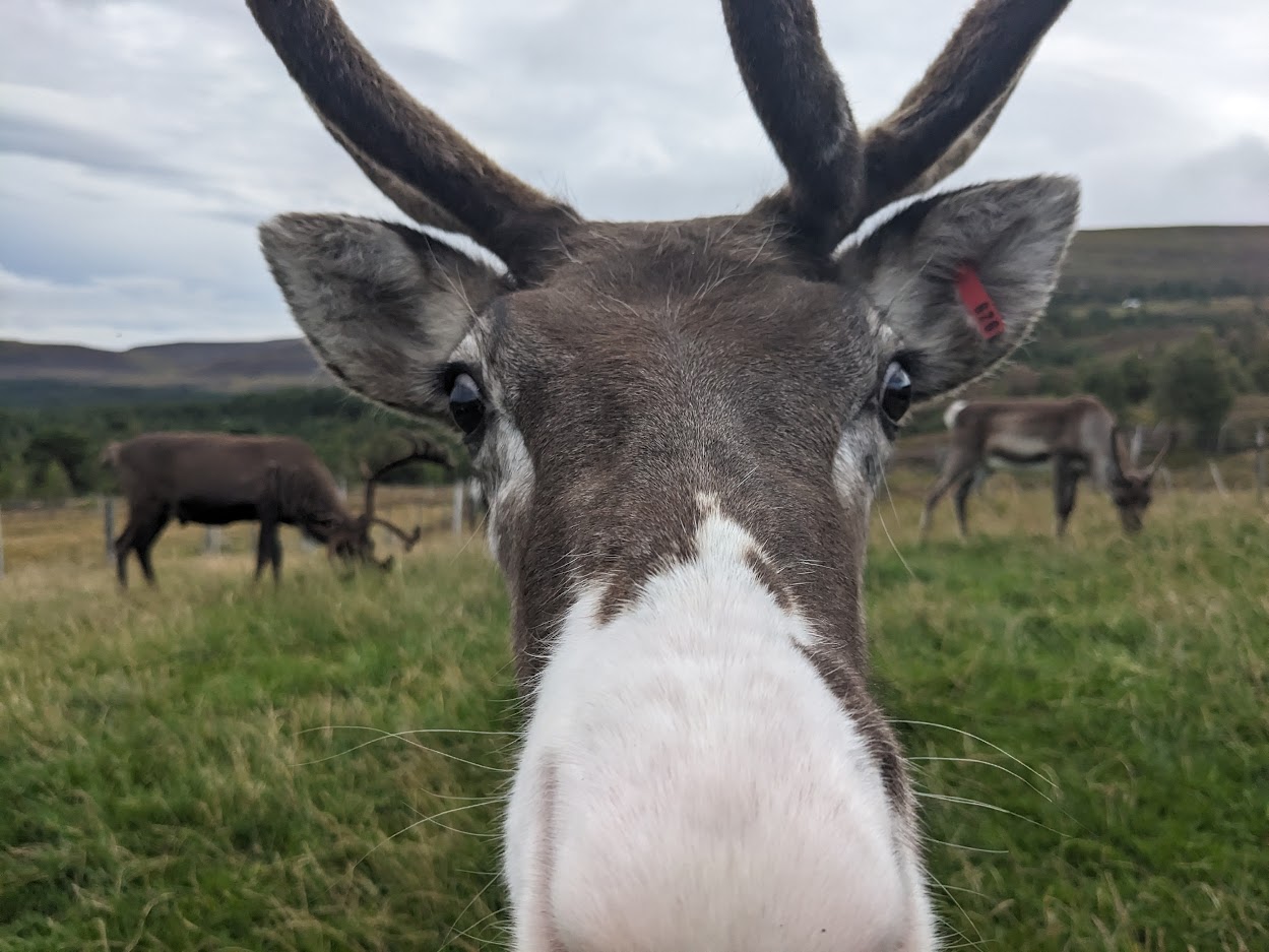 Reindeer Identification - The Cairngorm Reindeer Herd