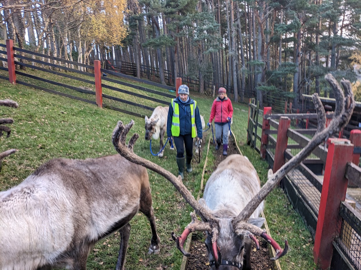 Photo Blog: A Typical Sleigh Training Session - The Cairngorm Reindeer Herd