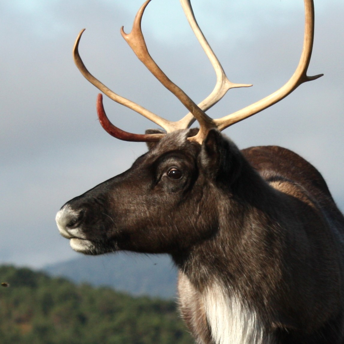 Adopt - The Cairngorm Reindeer Herd