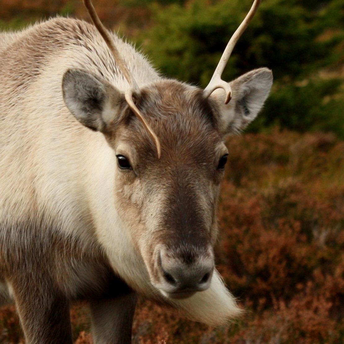 Adopt – The Cairngorm Reindeer Herd