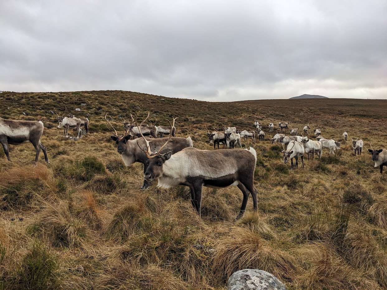 Photo Blog: November 2023 - The Cairngorm Reindeer Herd